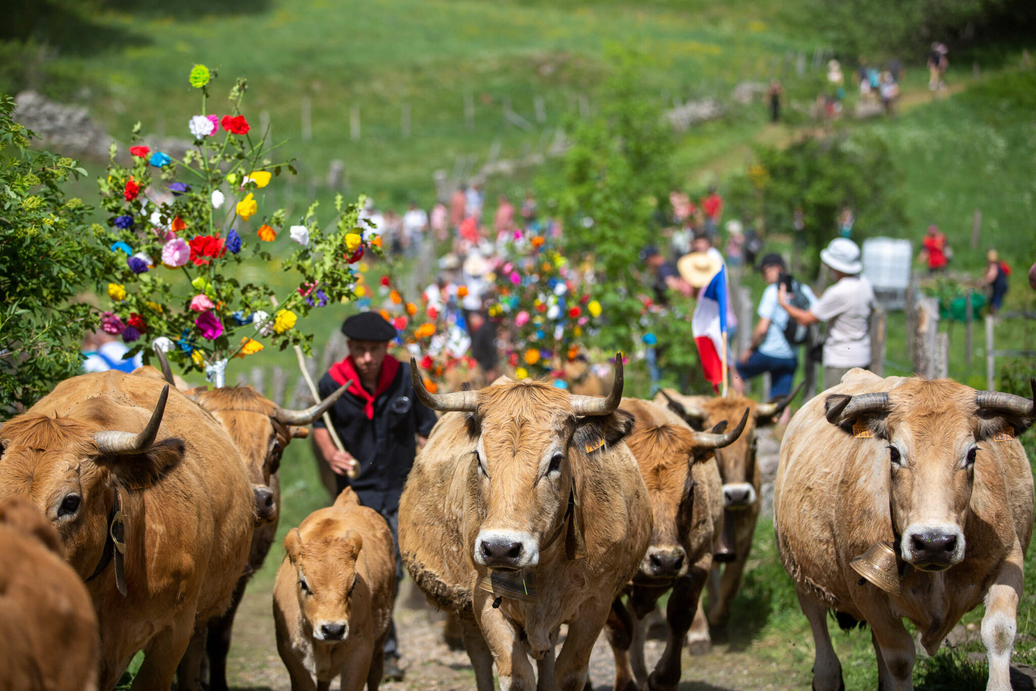 Découvrez la transhumance en Aubrac : nature et traditions