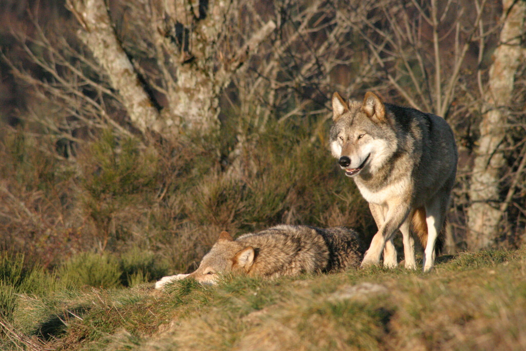 Parc des Loups du Gévaudan: observation et légende en Lozère